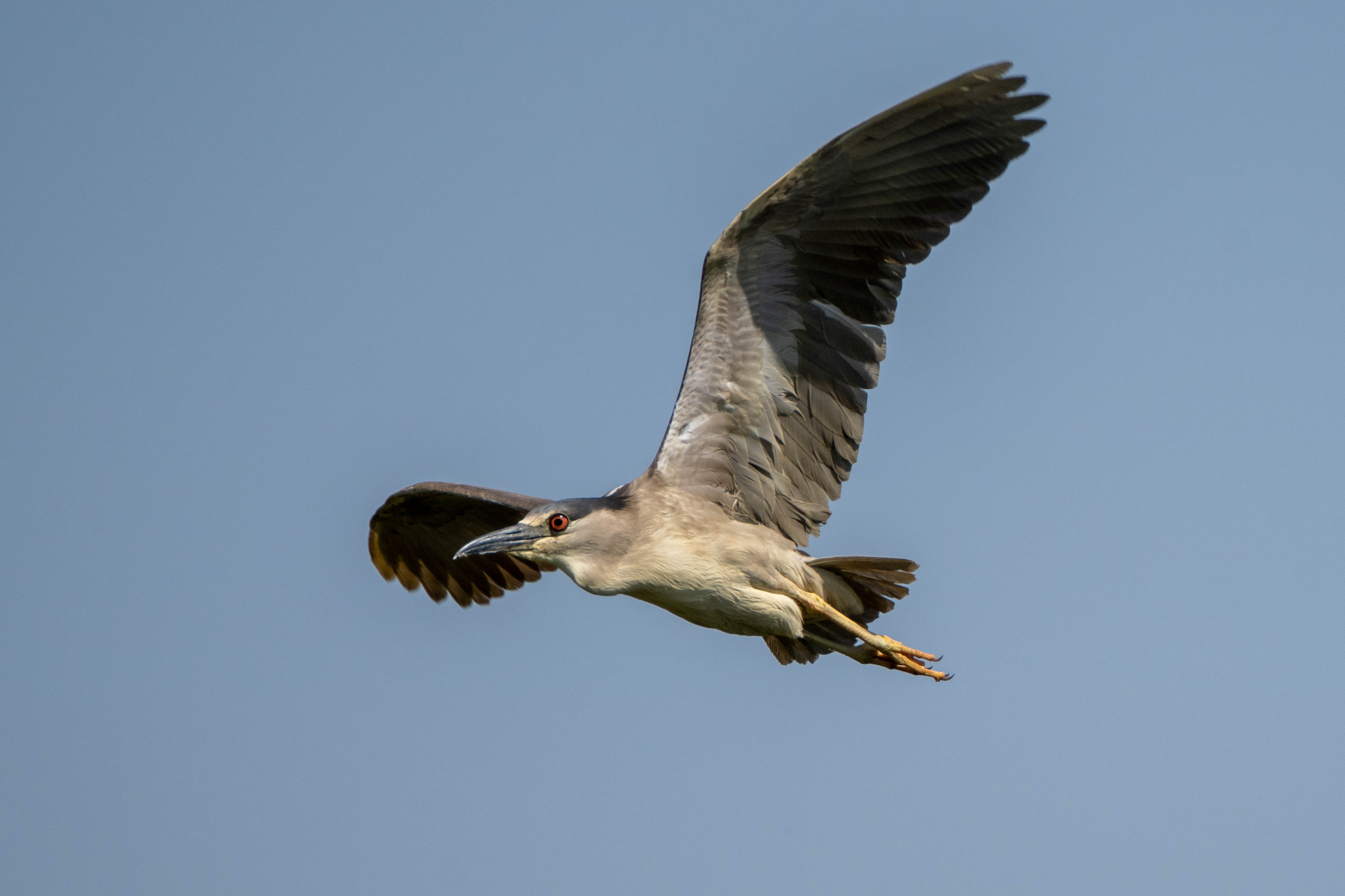 Pelicans, Herons, Egrets, Bitterns and Ibises – Wildlife & Astronomy Collection